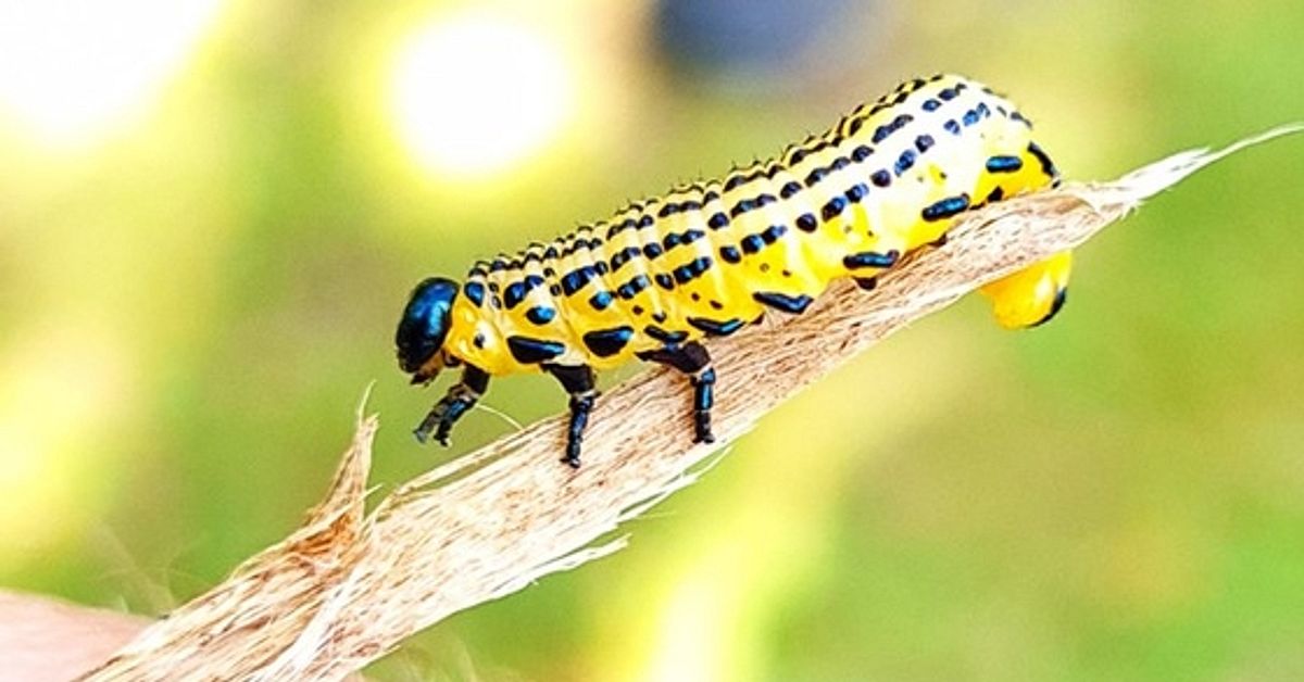 Säsong för giftig larv – uppmanar till försiktighet | SVT Nyheter