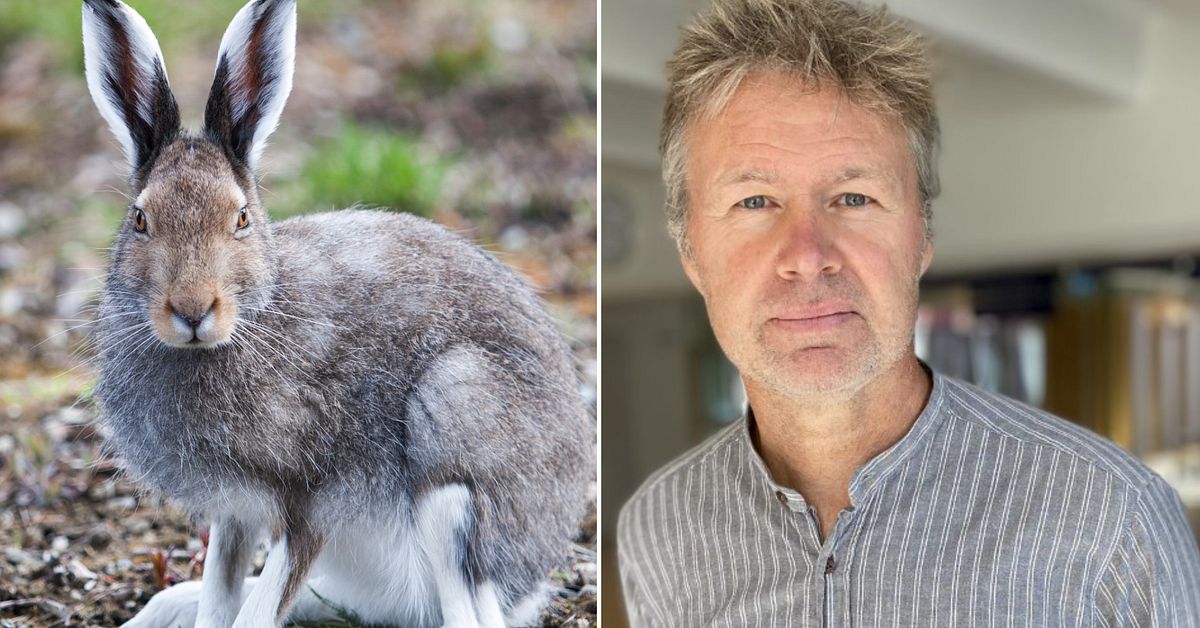 Kraftig ökning av harpest i Västerbotten – smittskydd: ”Försök att inte ...