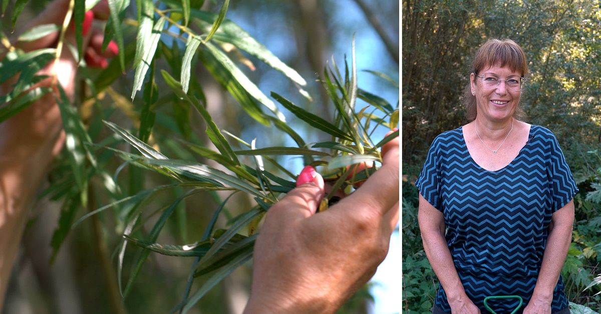 Här är växten som är en fena på att rena förorenad mark | SVT Nyheter