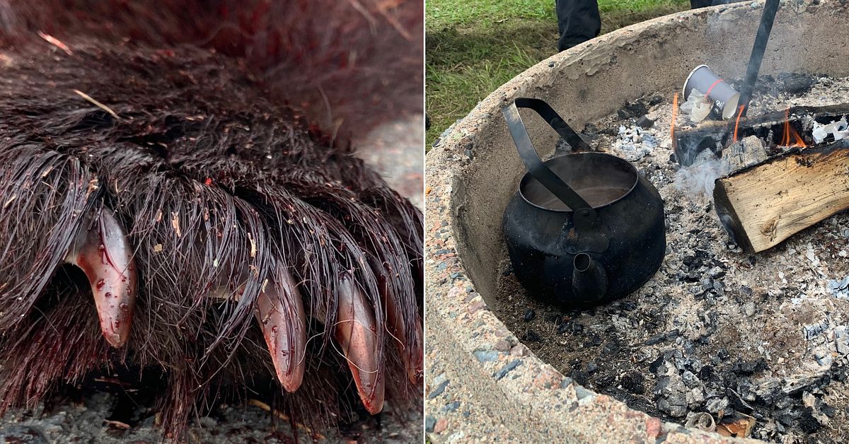 41 björnar återstår att fälla i Västerbotten under årets jakt | SVT Nyheter