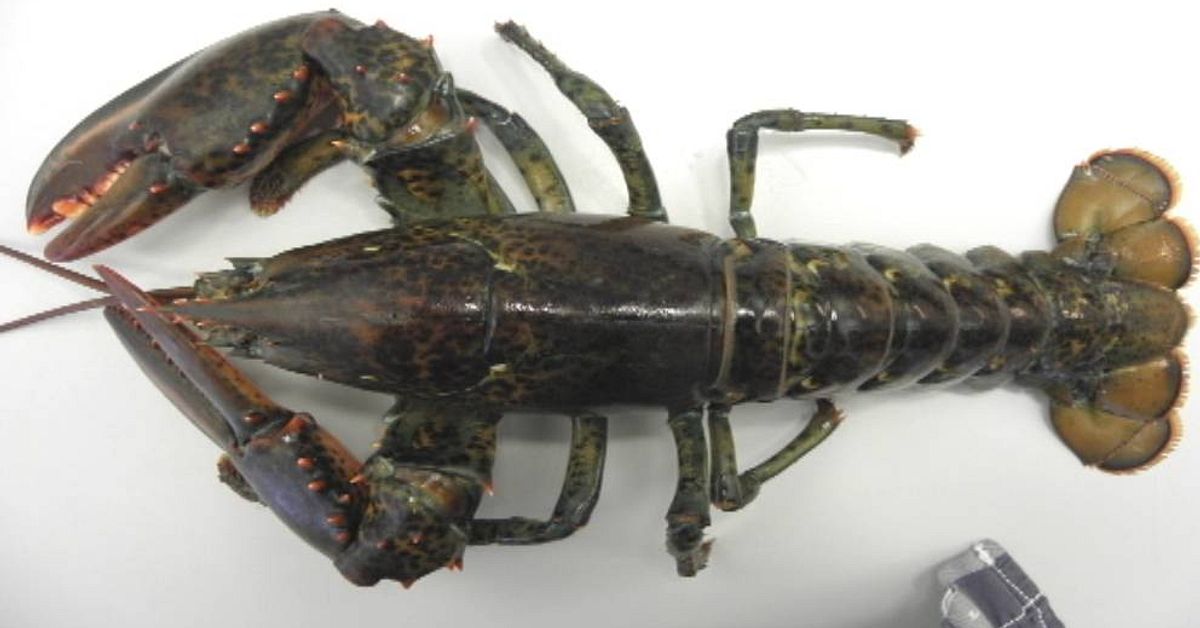 Belöning för amerikansk hummer | SVT Nyheter