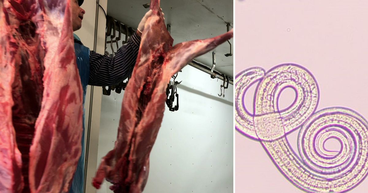 Trikiner hos björn skjuten i Jämtlands län | SVT Nyheter