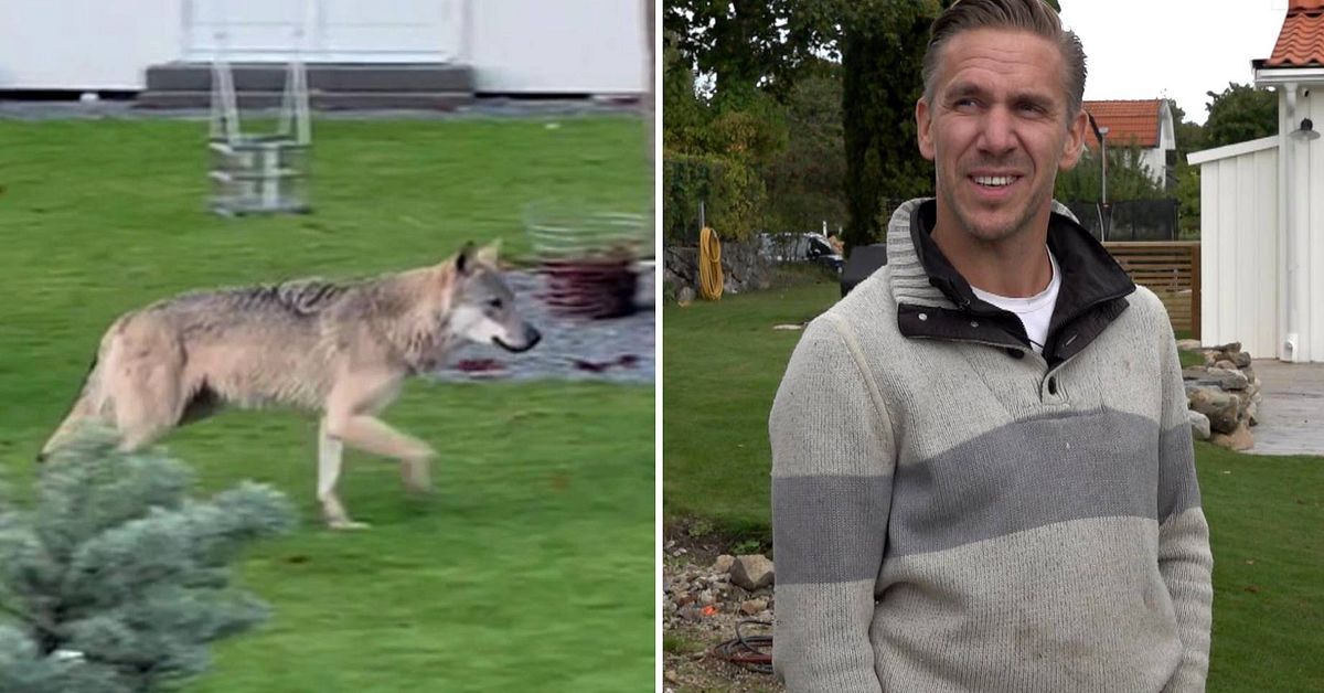 Johan i Nykvarn fick vargbesök i trädgården: ”Surrealistiskt” | SVT Nyheter