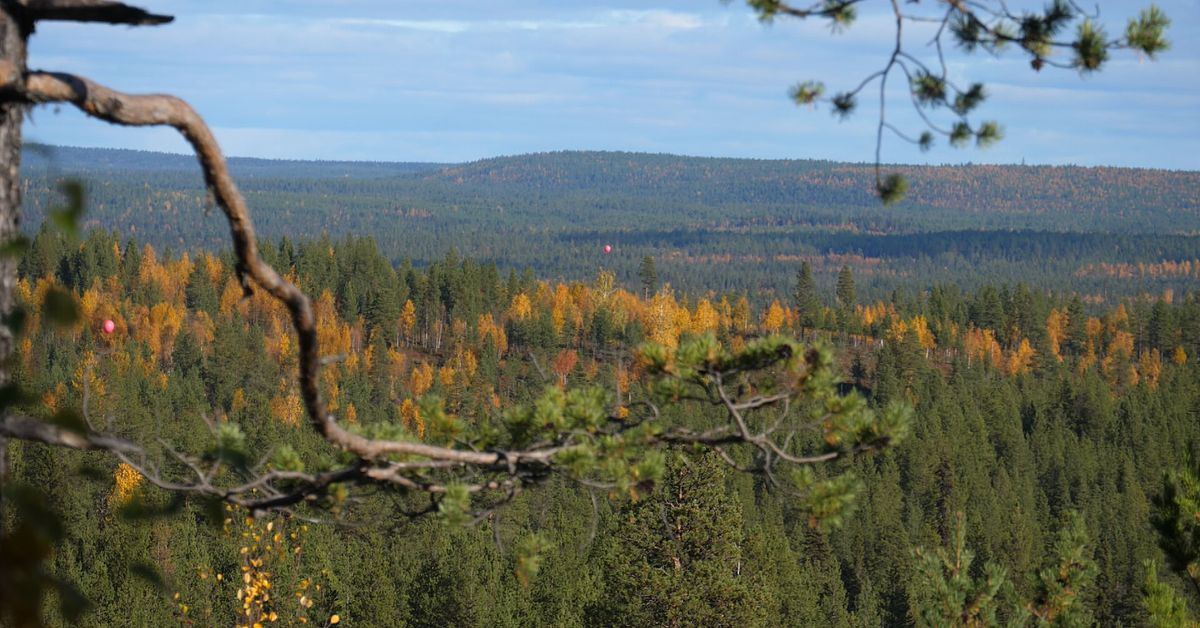 Talga om regeringens besked: ”En glädjens dag” | SVT Nyheter