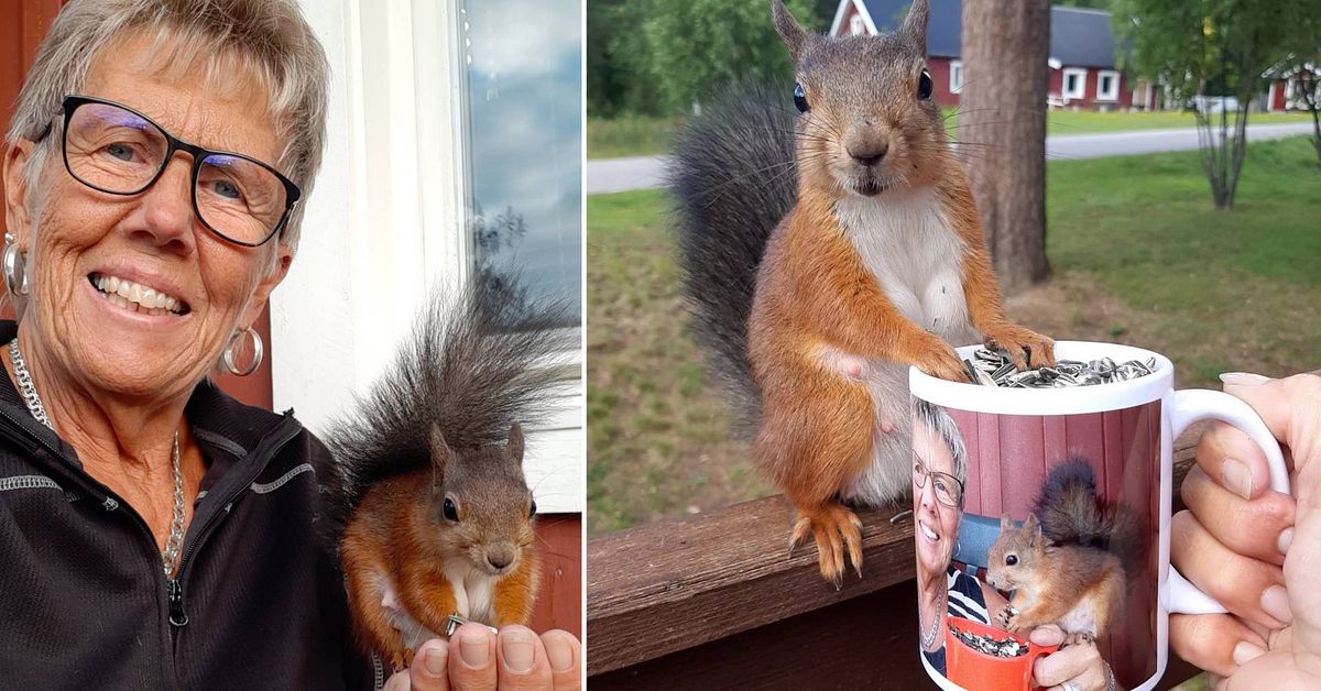 Se ekorren Lill-Lisa i Överkalix äta direkt ur Karins hand | SVT Nyheter
