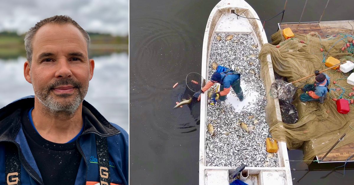 Här fångas de i tusental i jättesäcken – följ med när sjön reduceras på ...
