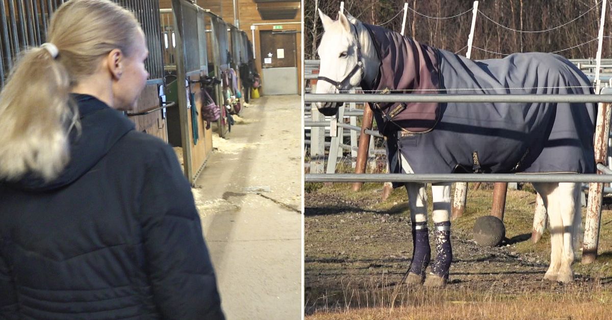 Över 200 köar för att rida i Gällivare – nu pausas bygget av ridhuset igen | SVT Nyheter