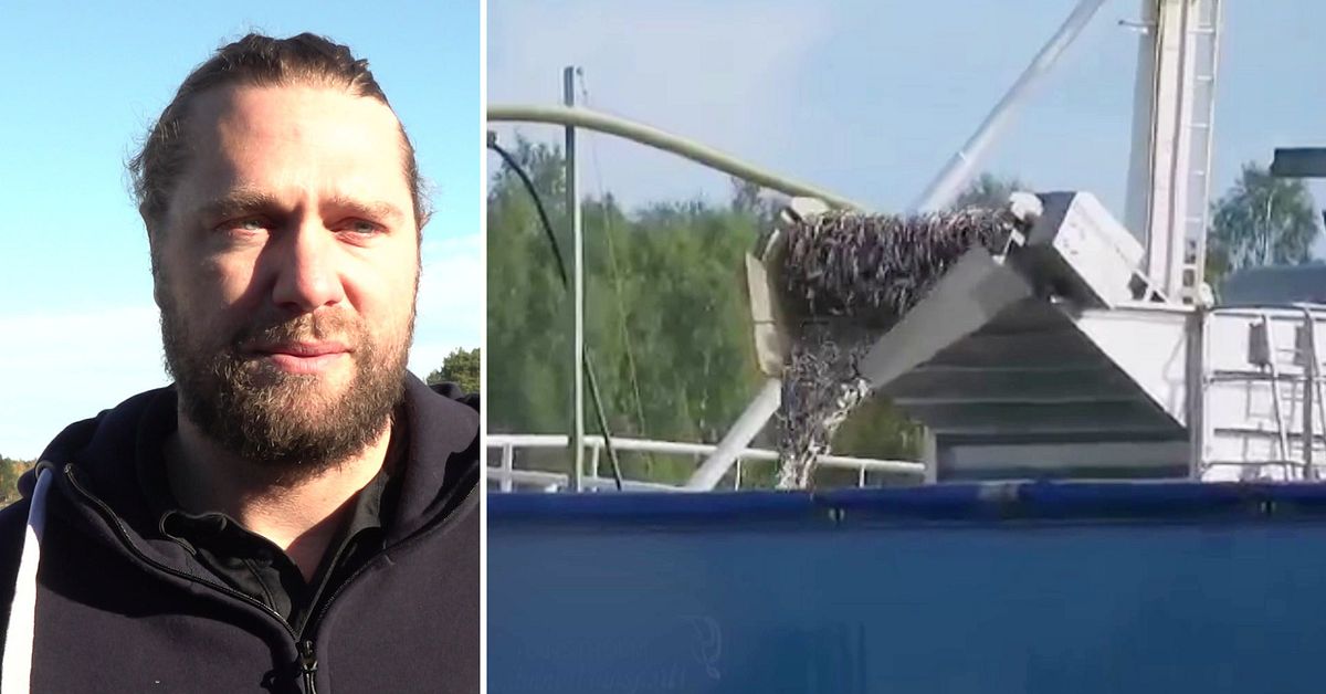 Fiskaren i Gävle om storskaliga strömmingsfisket: ”Man blir förbannad ...