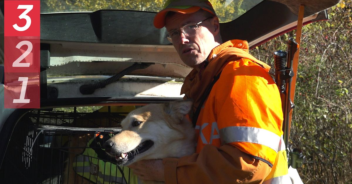 Så ska du agera om du kört på vilt | SVT Nyheter