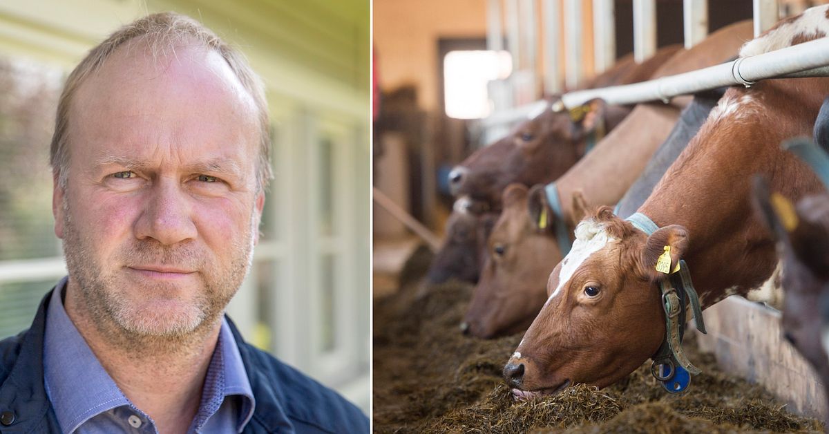 Norrmejerier vill halvera mängden ekologisk mjölk | SVT Nyheter