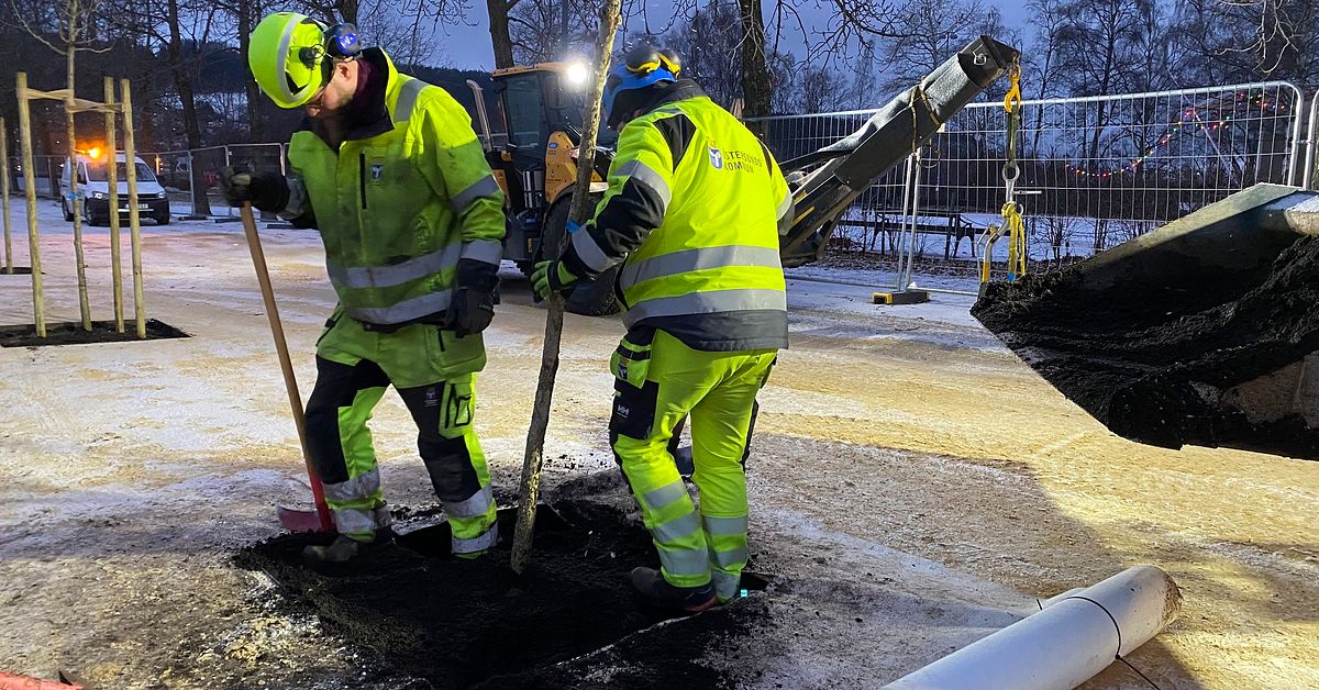 Nu planteras nya popplar i Badhusparken i Östersund | SVT Nyheter