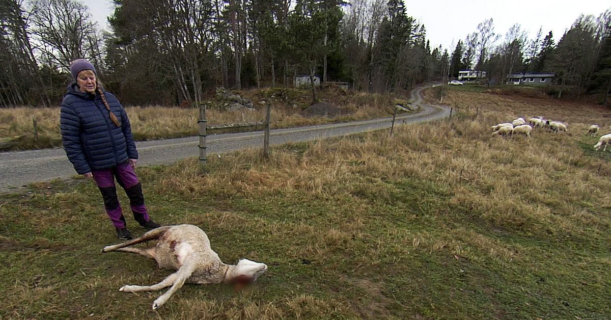 Hundar dödade Lottas får i Sollebrunn – tycker de är större problem än ...