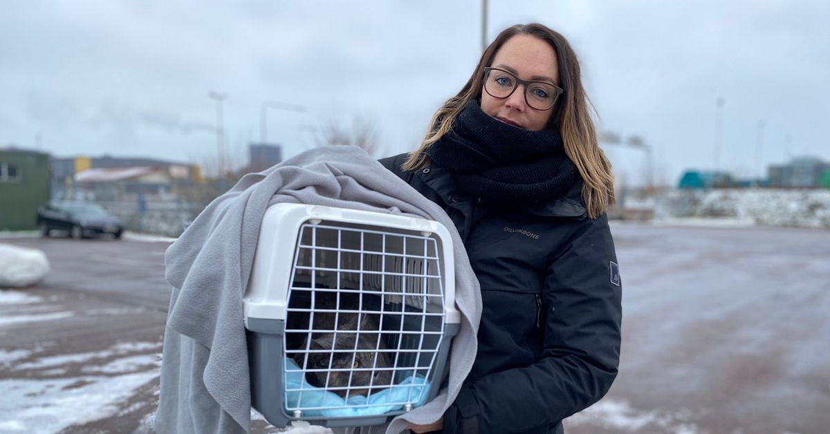 Över 100 katter har räddats på tippen i Helsingborg – nu är det ...