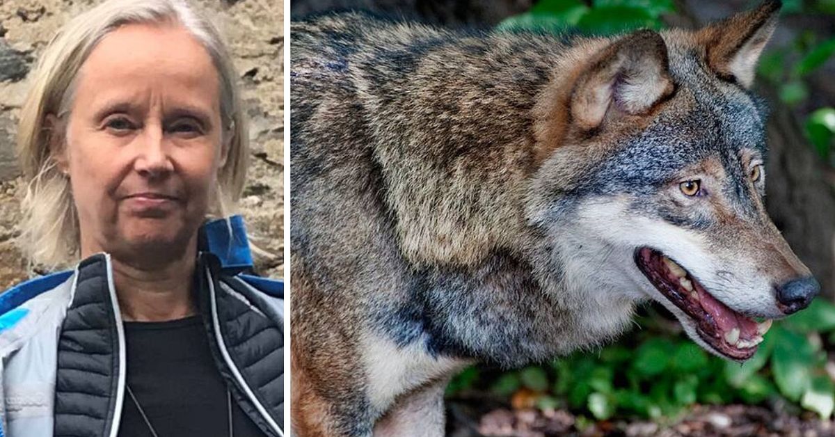 Länsstyrelsen Dalarna om vargstammen: ”Hoppas fler vargar invandrar ...