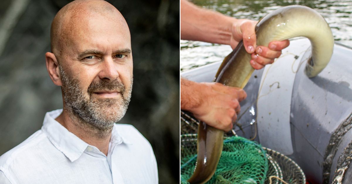 Ål-författaren om PM Nilssons tjuvfiske: ”Egoistiskt och respektlöst” | SVT Nyheter