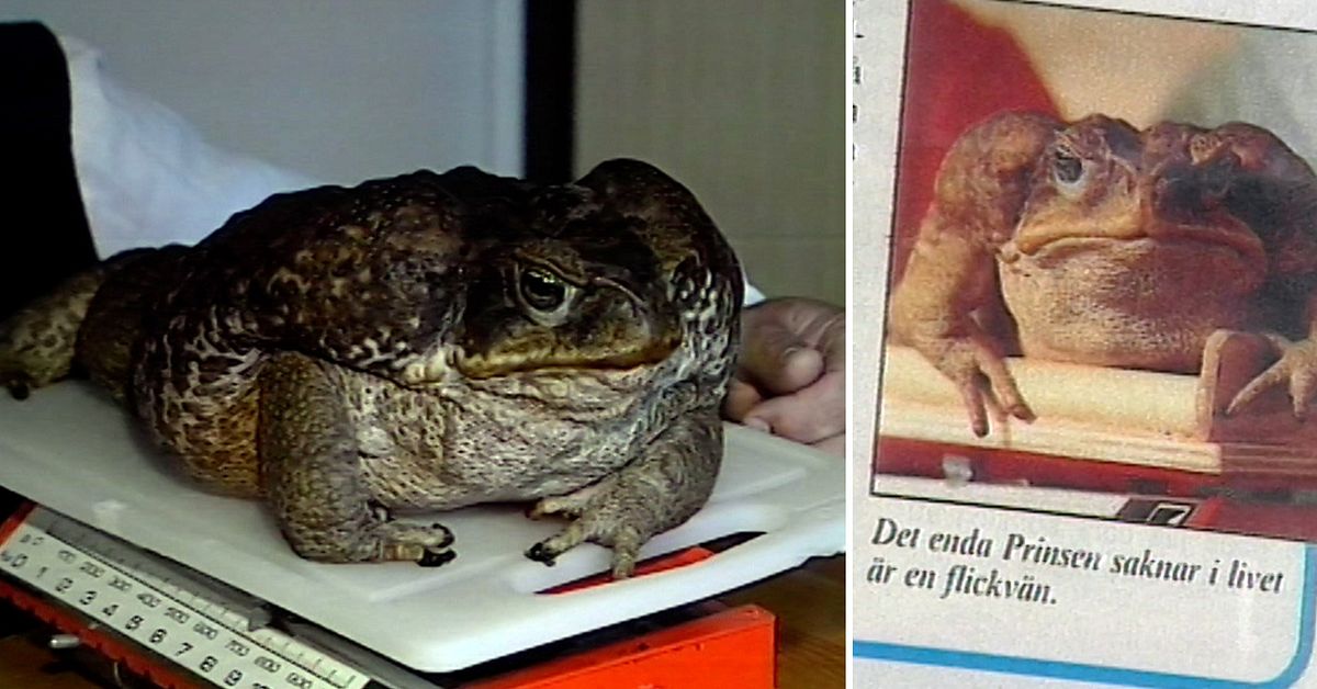 Världens största padda hittad i Australien – eller? | SVT Nyheter