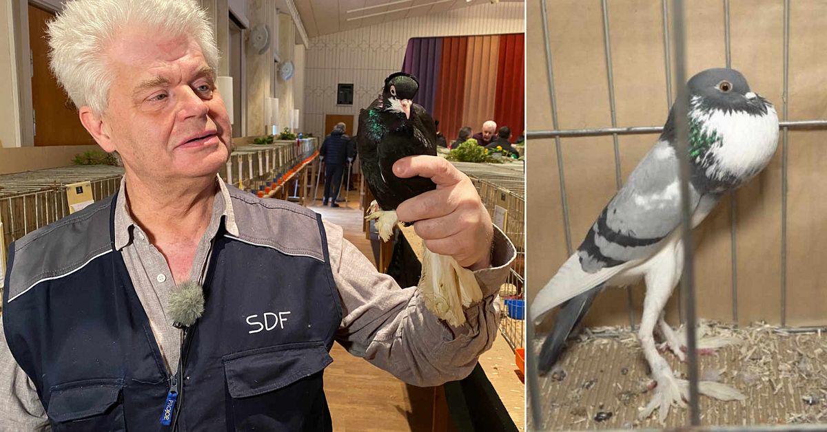 500 duvor ställs ut och bedöms i Vaggeryd | SVT Nyheter