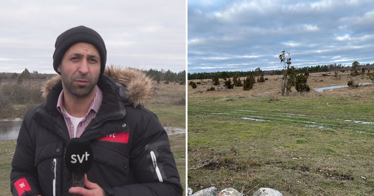 Här på Skedemosse kan Ölands största solcellspark bli verklighet | SVT Nyheter