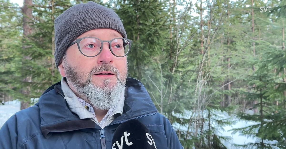 Holmen skog svarar på kritiken om drevjakten i Örnsköldsvik | SVT Nyheter