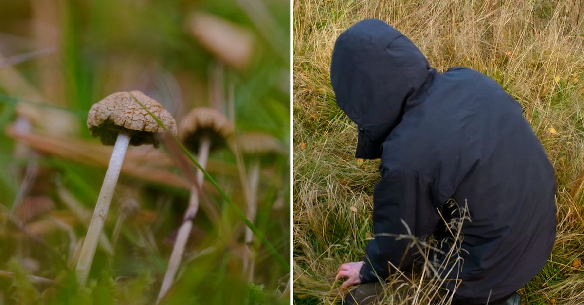 Här hittar de olaglig svamp i svenska naturen | SVT Nyheter