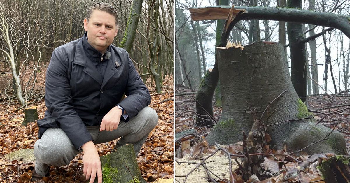 Skabersjö gods misstänker vedtjuvar – 35-åriga bokar höggs ner | SVT ...