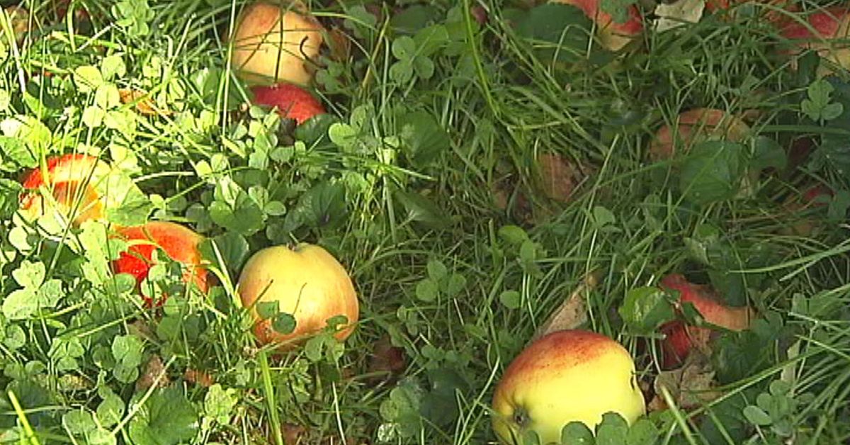 Fruktfest på tippen | SVT Nyheter