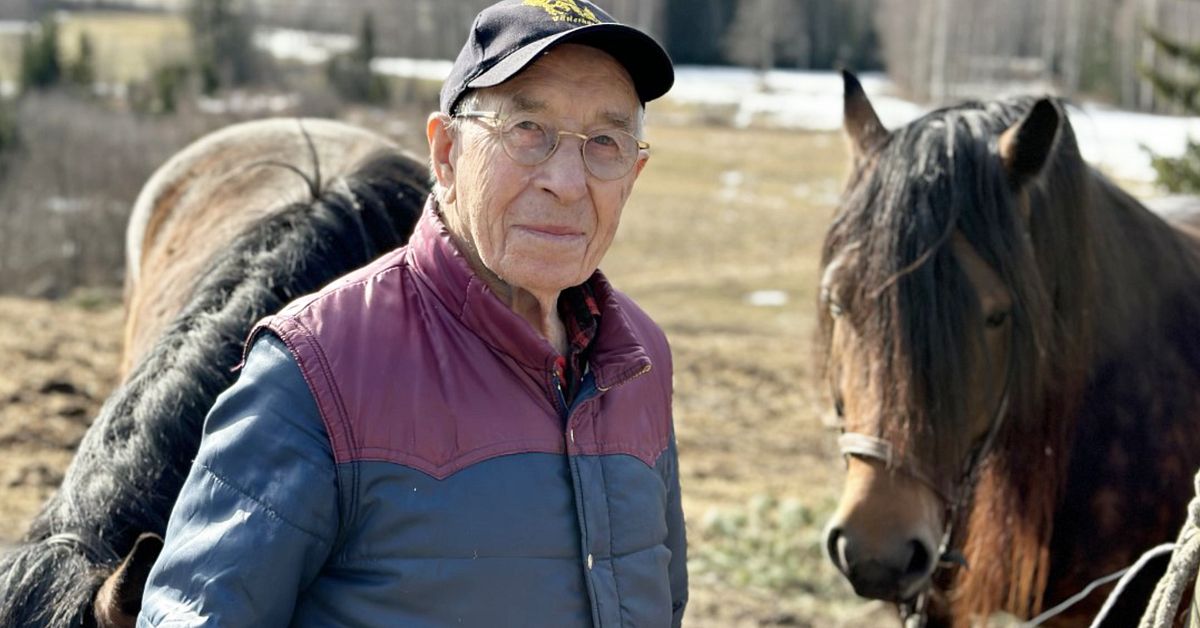 Knut-Erik i Torpshammar har fött upp hästar i över 70 år: ”De håller ...
