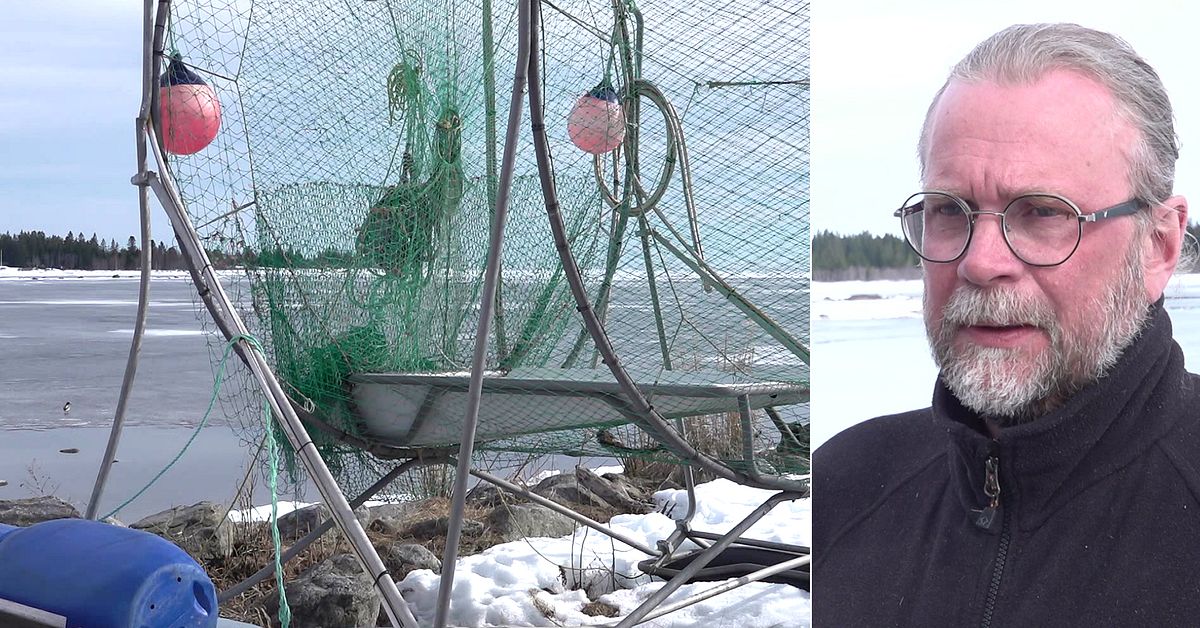 Rekorddålig fångst i fjol – yrkesfiskarna i Västerbotten befarar nytt ...