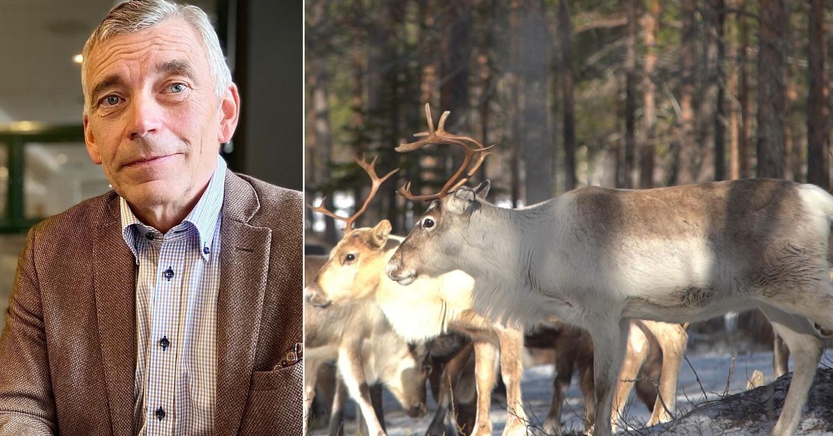 Medling utreds för att undvika dyra tvister om rennäringen | SVT Nyheter