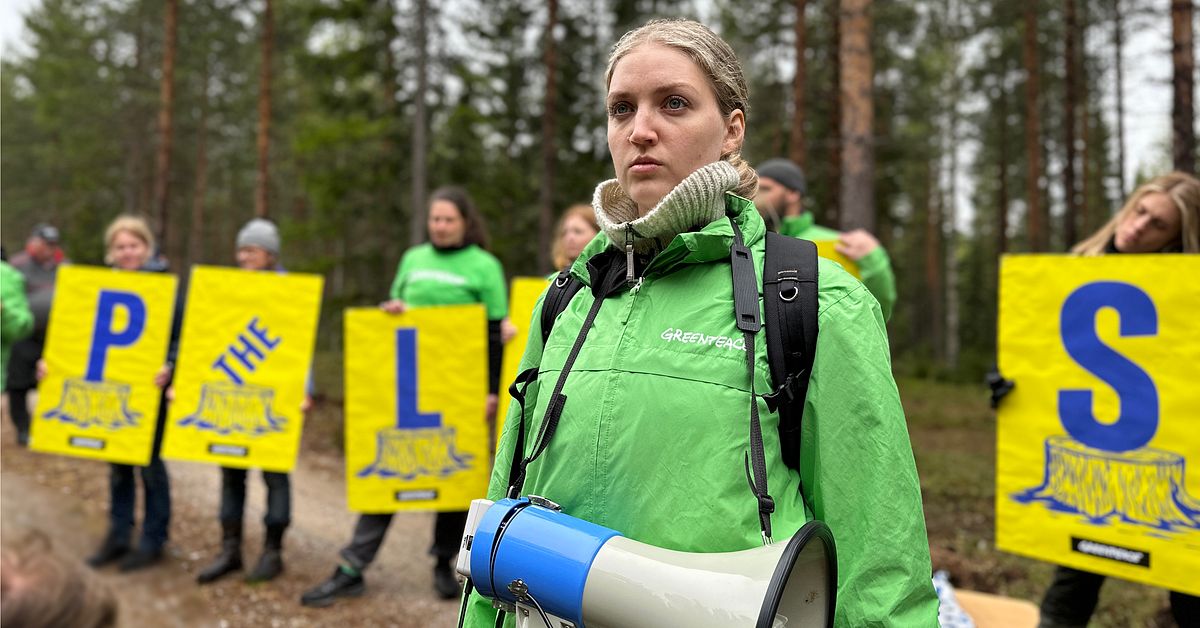 Här demonstrerar Greenpeace i skogarna i Skellefteå mot kalhyggen | SVT ...
