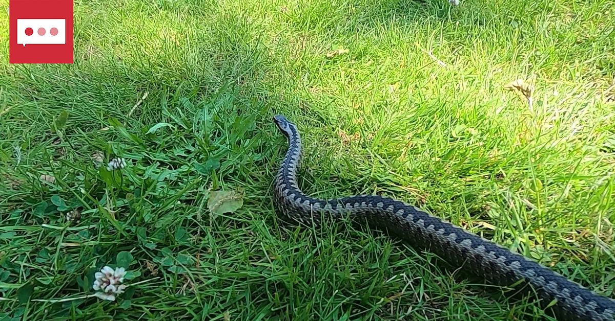 Så undviker du huggormar i villaträdgården | SVT Nyheter