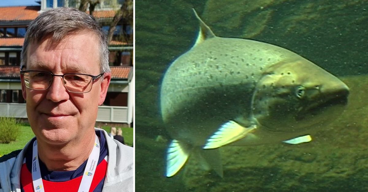 Två veckors utökad fisketid för lax och öring i älvarna | SVT Nyheter