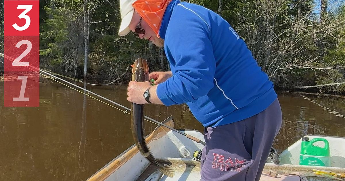 Fiskaren Morgan Bohmans bästa tips: Så får du gäddan att hugga | SVT ...