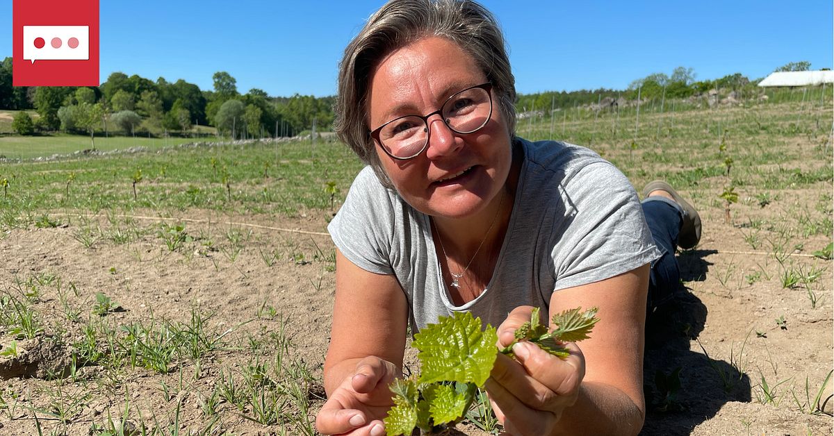 Vinodling i Blekinge – så funkar det | SVT Nyheter
