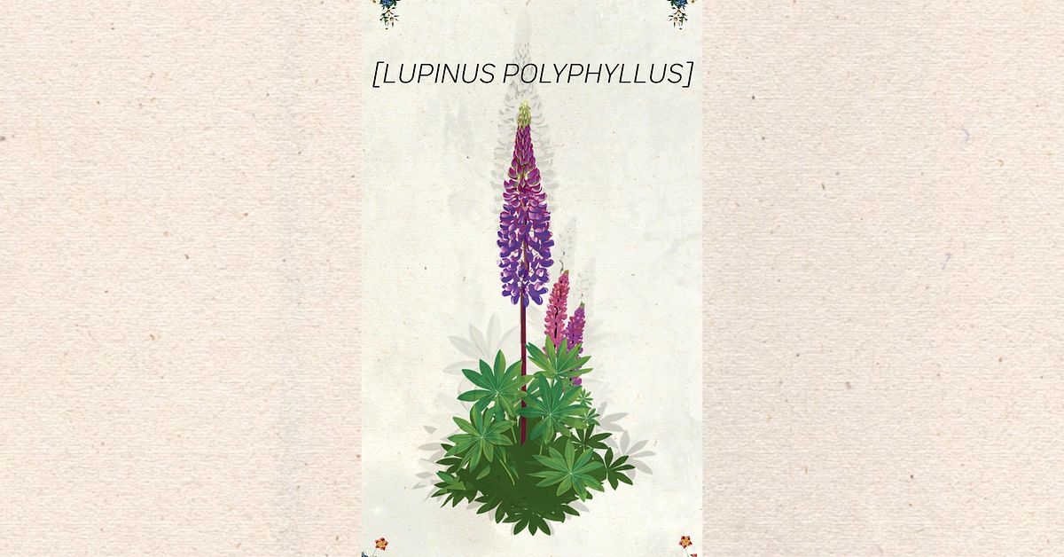 Blomsterlupin – invasiv art | SVT Nyheter