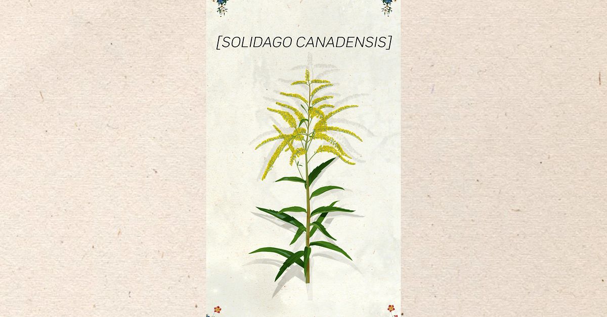 Kanadensiskt gullris – invasiv art | SVT Nyheter