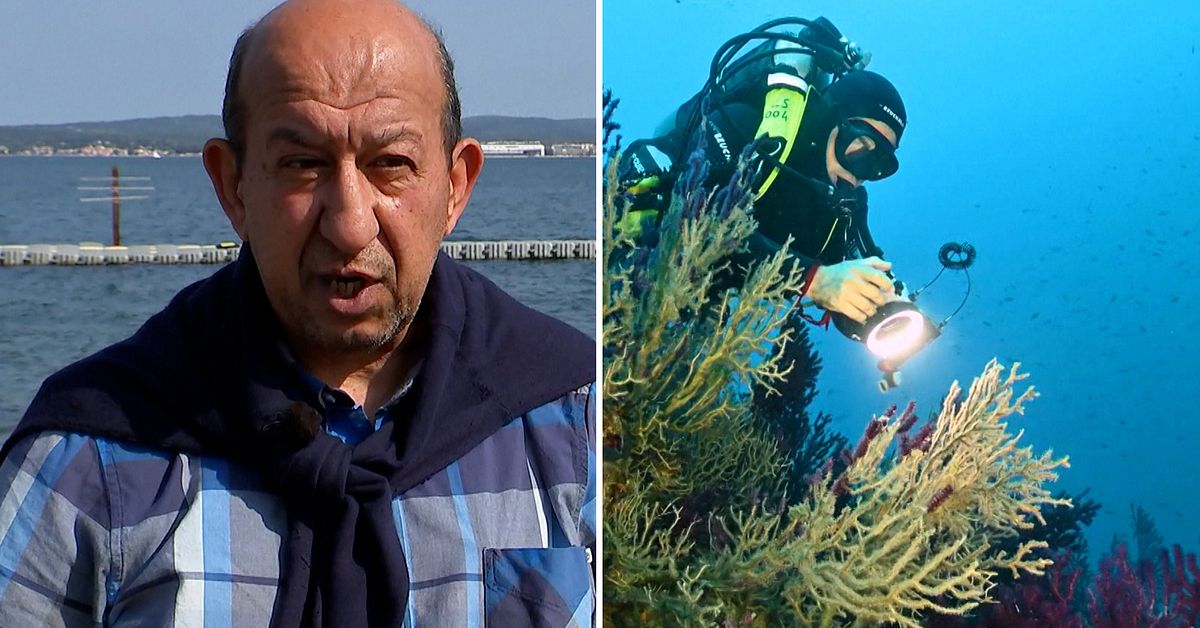Global uppvärmning hettar upp Medelhavet | SVT Nyheter