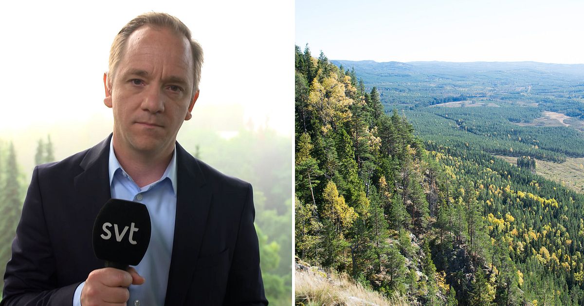 Ny omröstning i EU om att återställa natur: ”Förra var kaosartad” | SVT ...