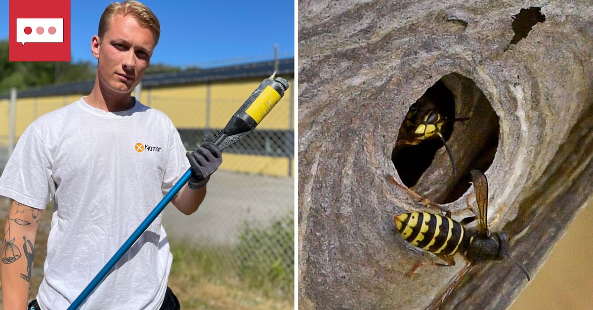 Rekordsommar för getingar i Blekinge – så skyddar du dig | SVT Nyheter