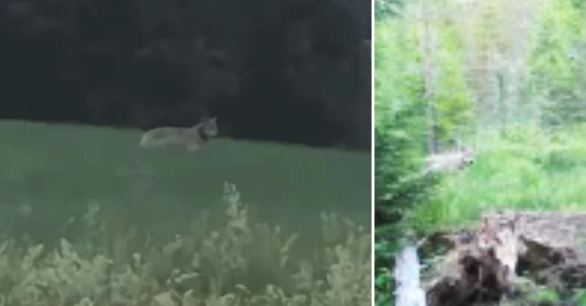 Roger fångade bild på varg utanför Östersund: ”Lite fräsigt” | SVT Nyheter
