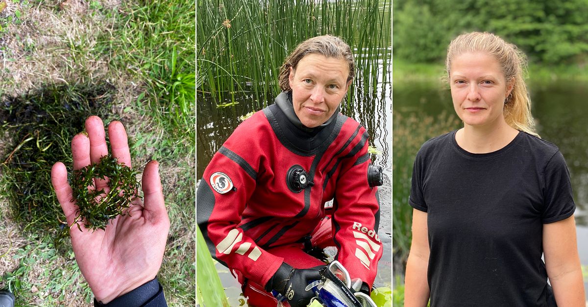 Smal vattenpest sprider sig i Blekinge – här bekämpas den | SVT Nyheter