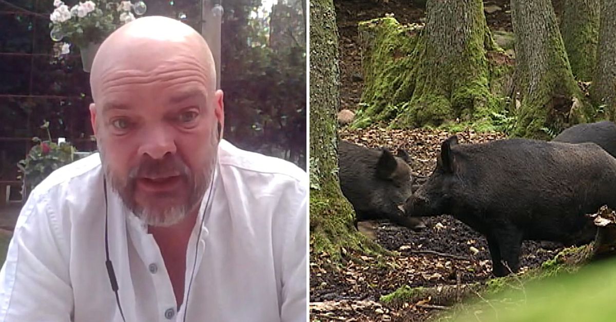 Daniel styr semestern efter vildsvinen – för att skydda åkrarna | SVT ...