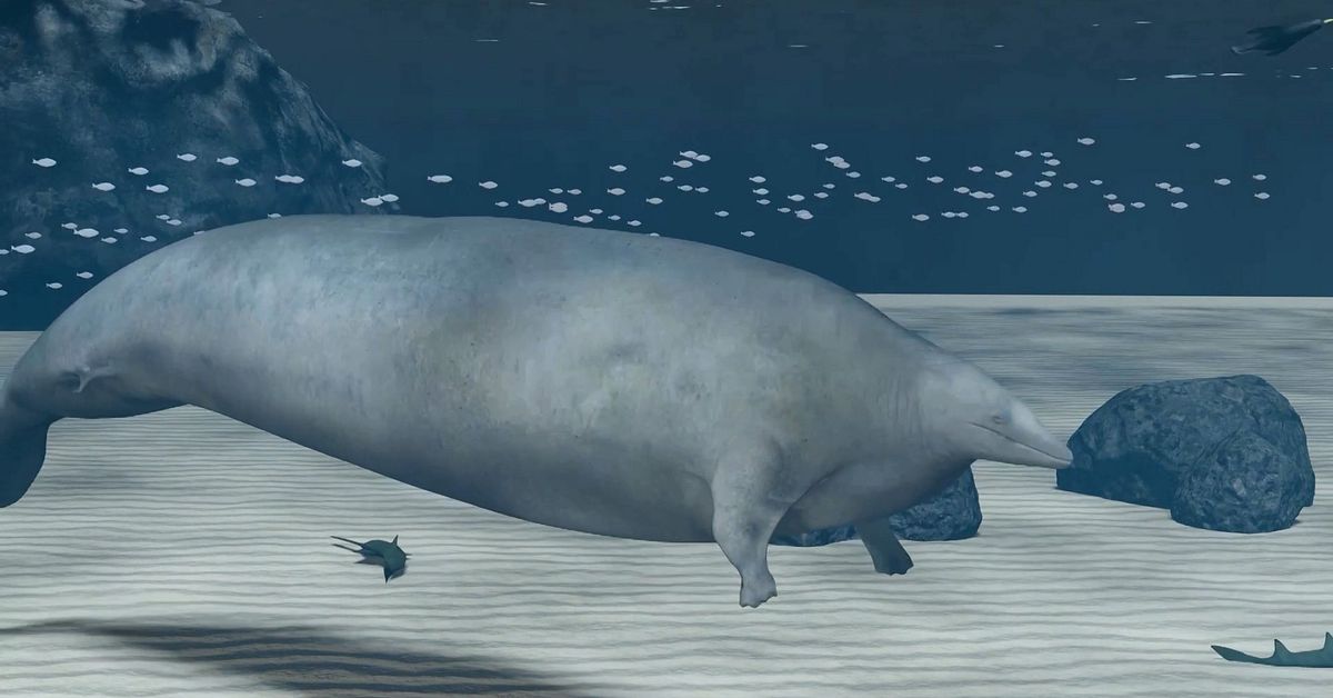 Studie: Nyupptäckt val kan vara det tyngsta djuret någonsin | SVT Nyheter