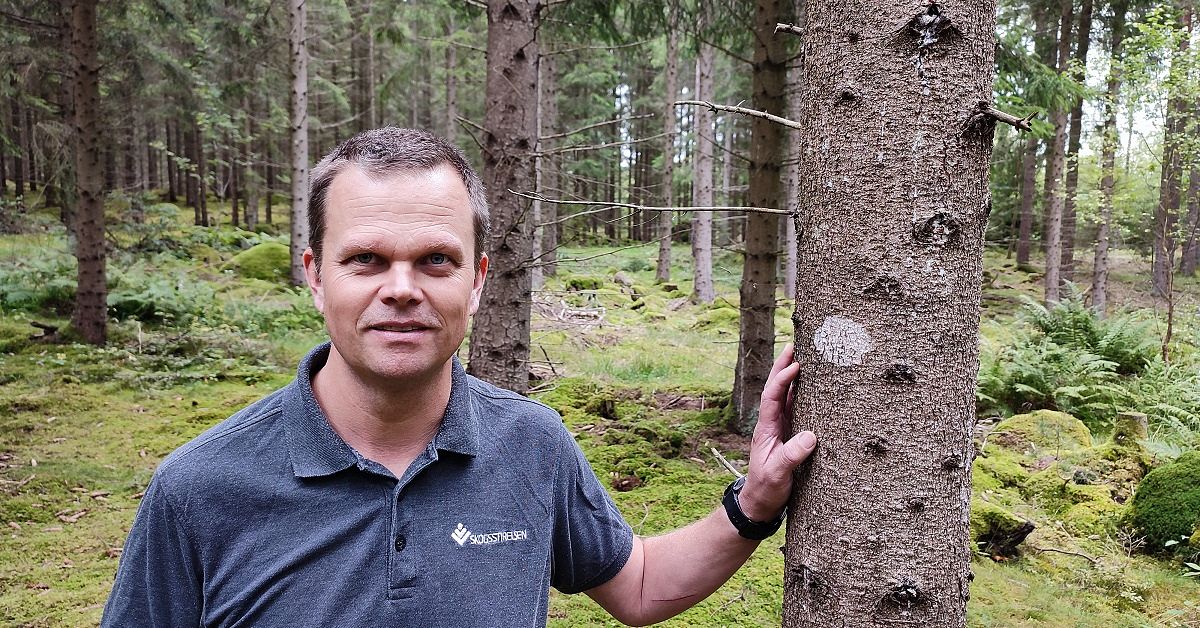 Regnet satte stopp för granbarkborrarnas andra svärmning | SVT Nyheter