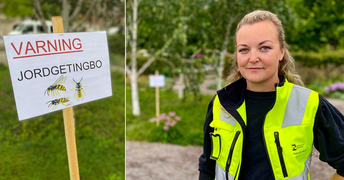 Varningen: Se upp för jordgetingar i Eskilstuna | SVT Nyheter