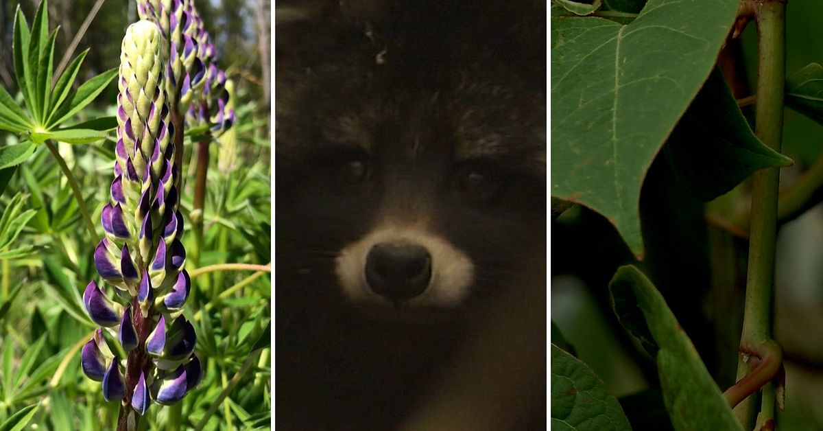 Rapport: Invasiva arter dödligare än befarat | SVT Nyheter