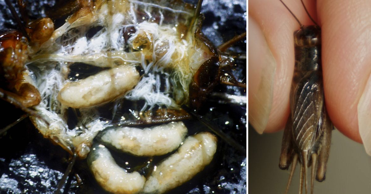 Evolution på rekordtid: Syrsor har slutat med parningsläte | SVT Nyheter