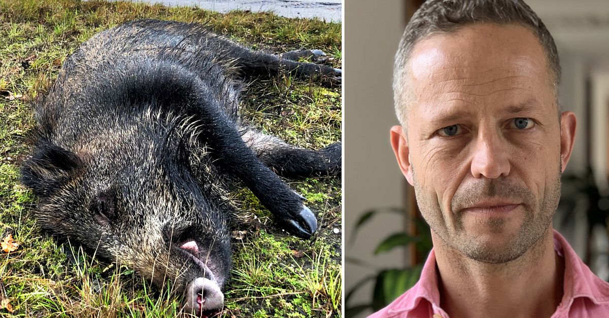 Statsepizootologen om utbrottet av svinpest i Fagersta: ”Kadavren ska ...