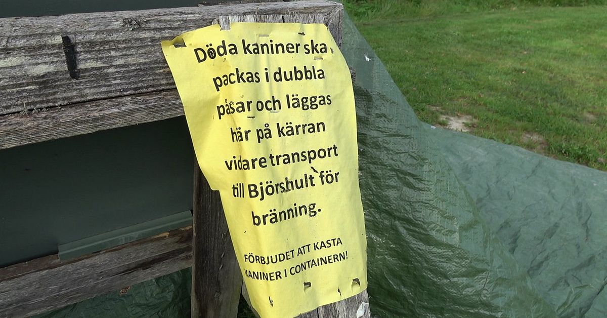 Flera döda kaniner hittade i koloniområde i Nyköping – kastas på tippen ...