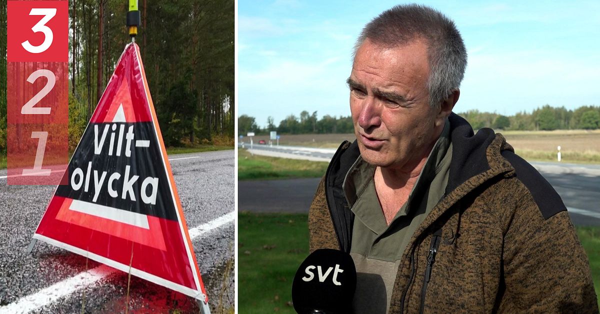 Tre Tips För Att Undvika En Viltolycka Svt Nyheter